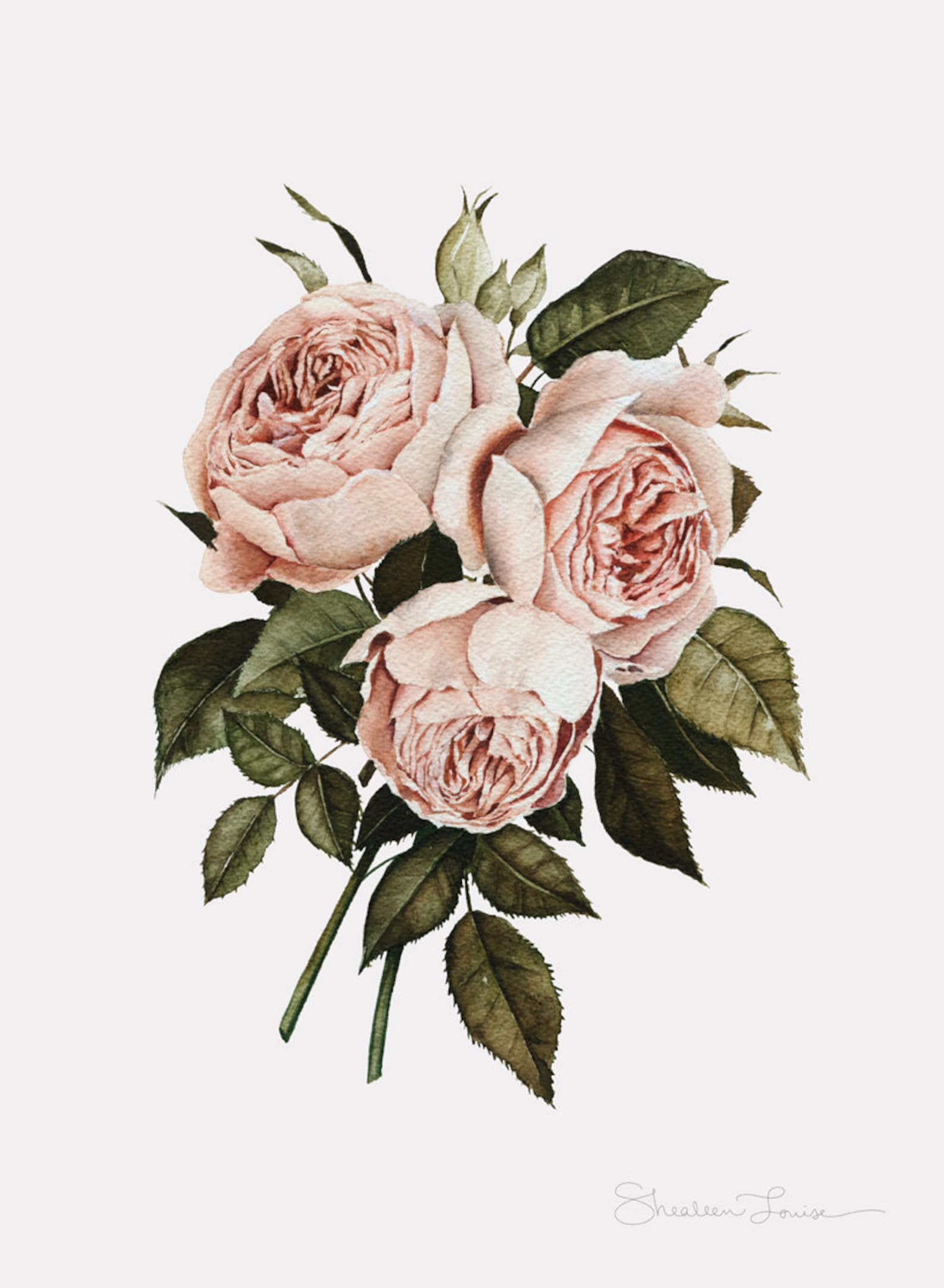 Three English Roses Watercolor Print - Etsy