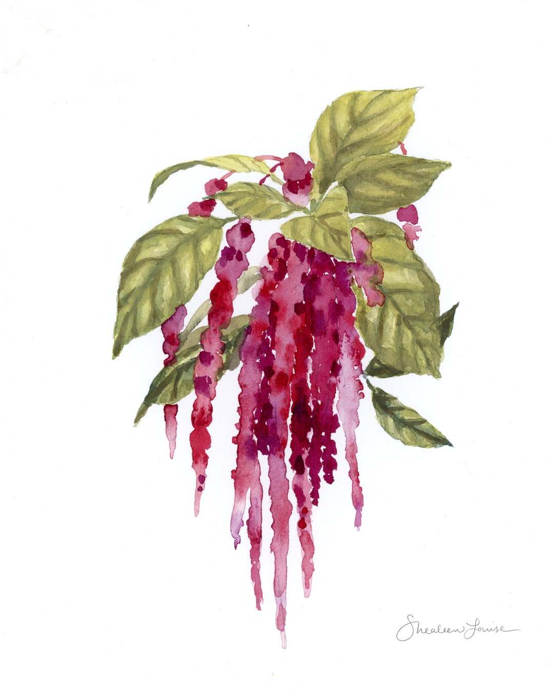 Amaranth (love Lies Bleeding Flowers) Botanical Art Print - Etsy