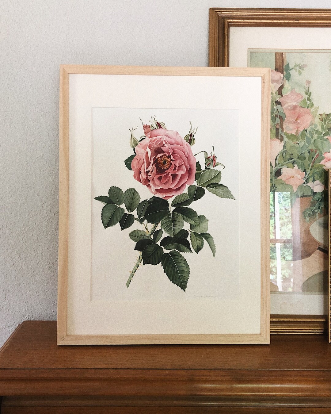 Red English Rose — watercolor Print - Etsy