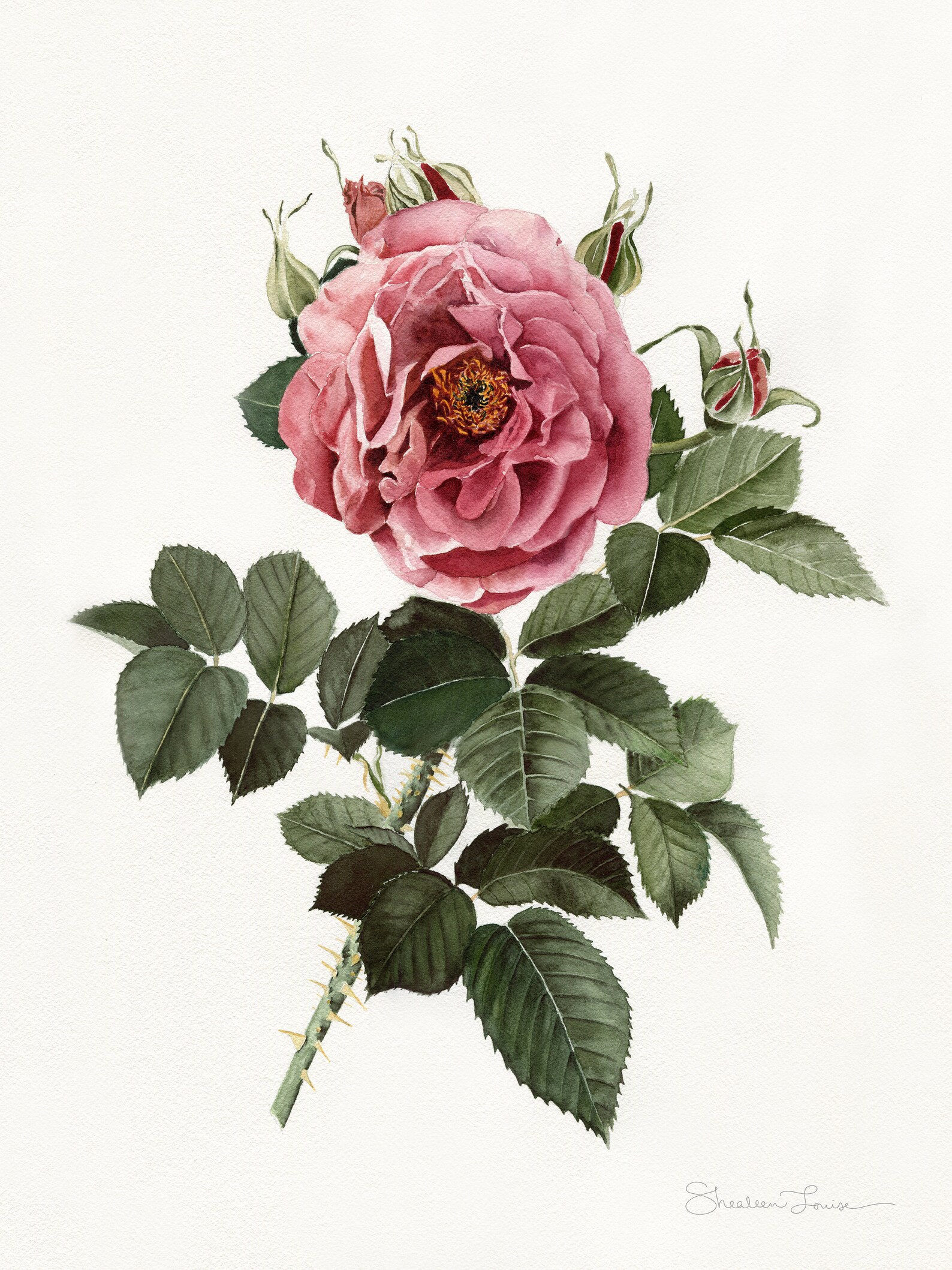 Red English Rose — watercolor Print - Etsy