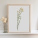 Chamisa Wildflower Fine Art Print | Botanical Home Decor | Minimal Wall ...