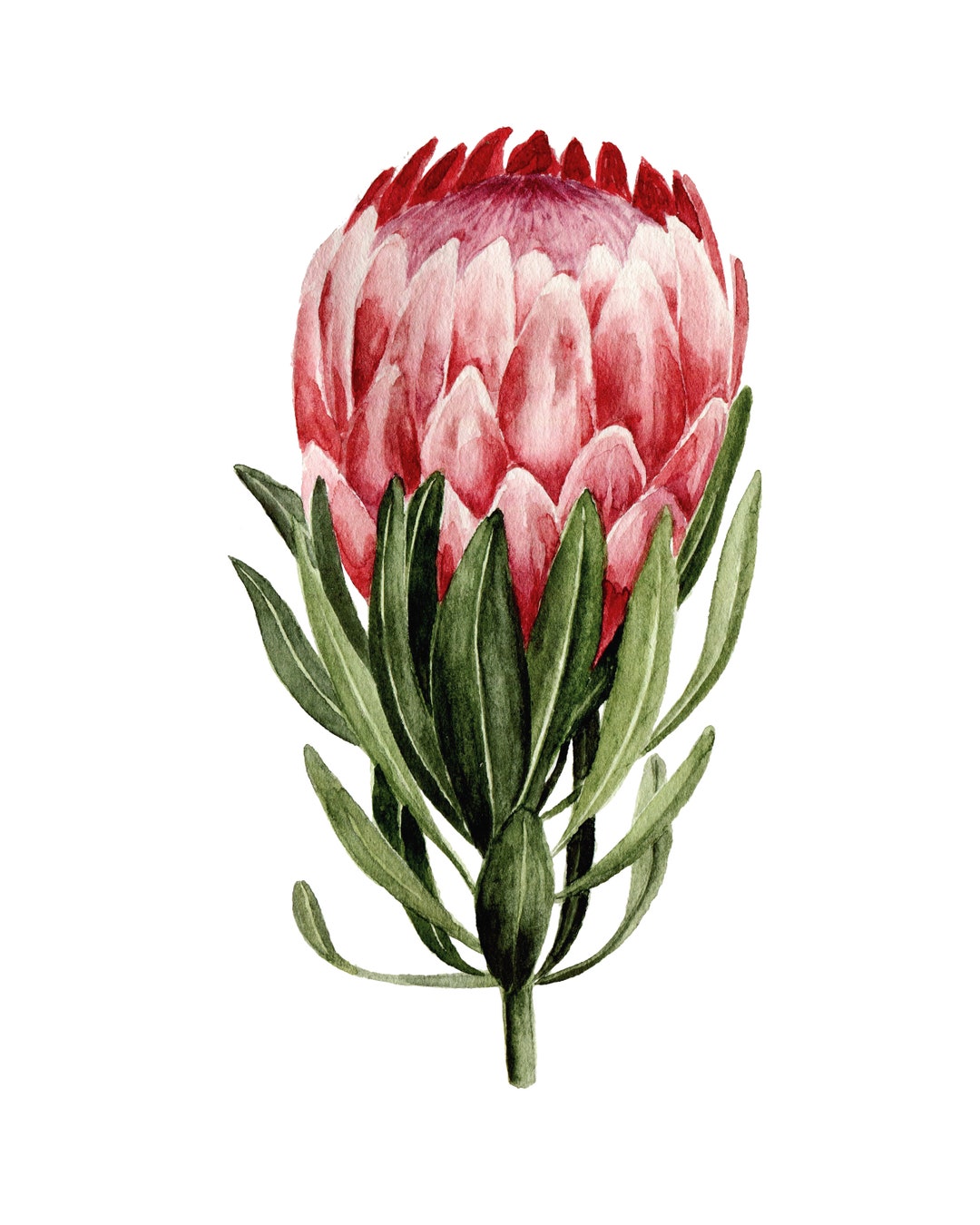Pink Protea Watercolor — print - Etsy