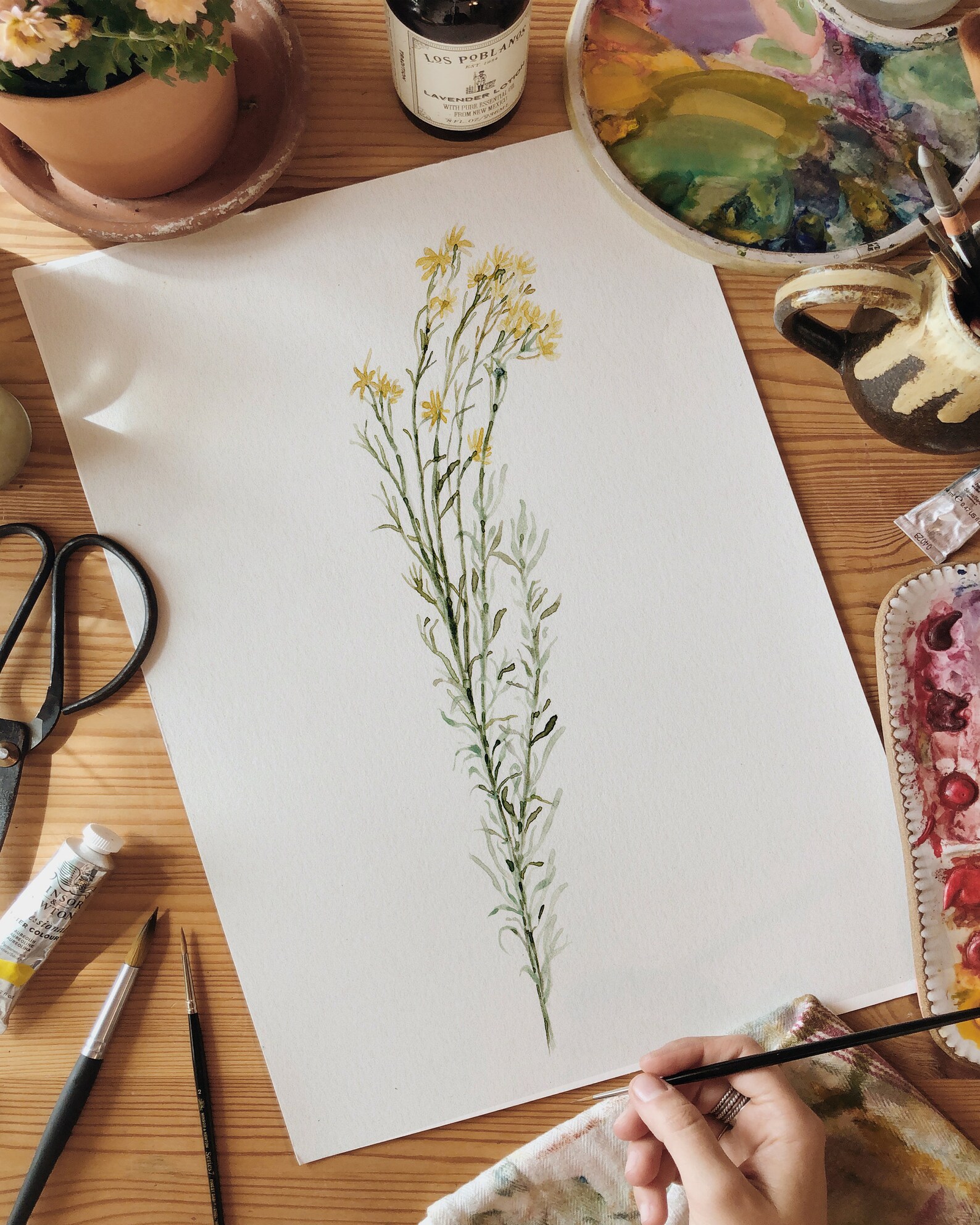 Chamisa Wildflower Fine Art Print | Botanical Home Decor | Minimal Wall ...
