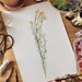Chamisa Wildflower Fine Art Print | Botanical Home Decor | Minimal Wall ...