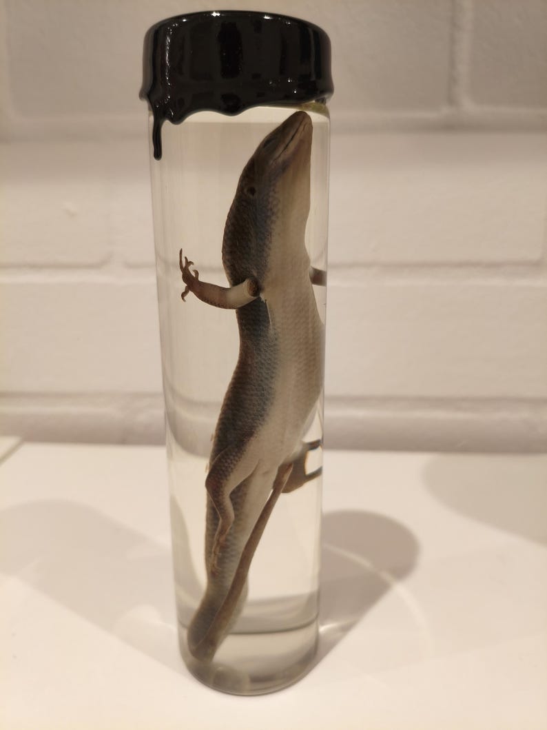 Sandskink (scincus Scincus) – Scientific Wet Specimen in Glass for ...