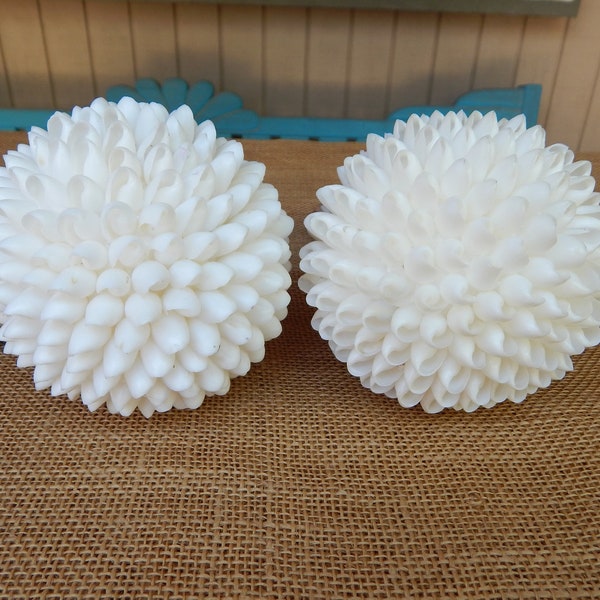 Sea Shell Decor - Etsy