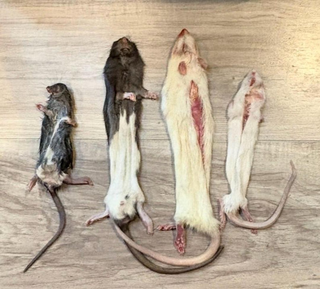 Real Rat Skin Pelt for Taxidermy Treated - Etsy