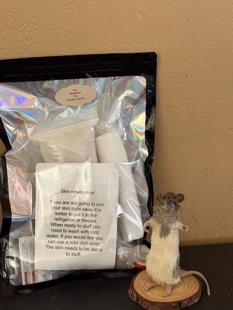 Real Rat Taxidermy DIY Kit to Make Your Own Taxidermy Rat - Etsy