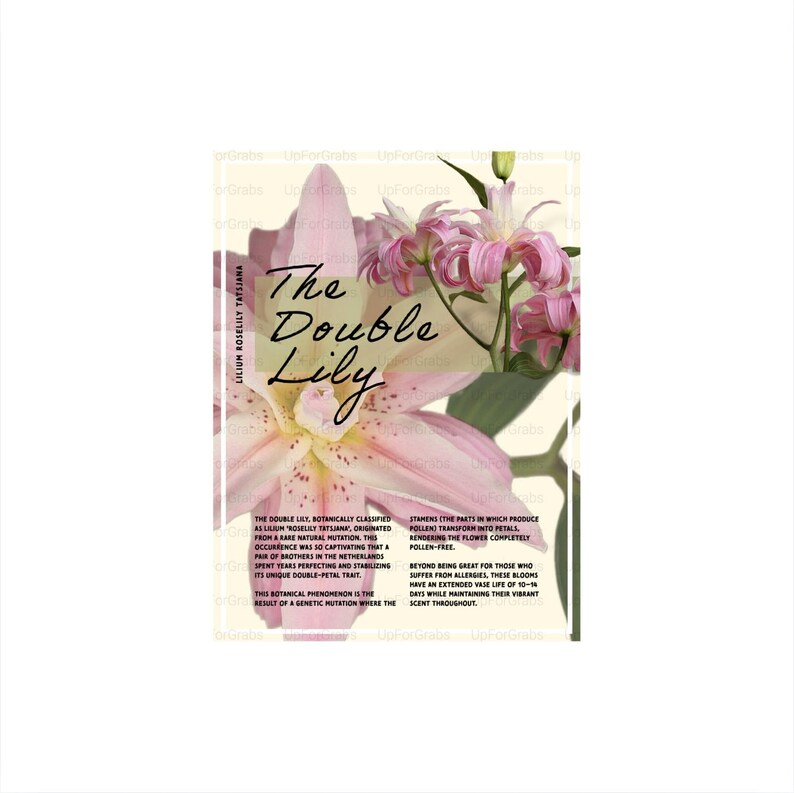 18x24 Infographic Double Lily Poster - Etsy