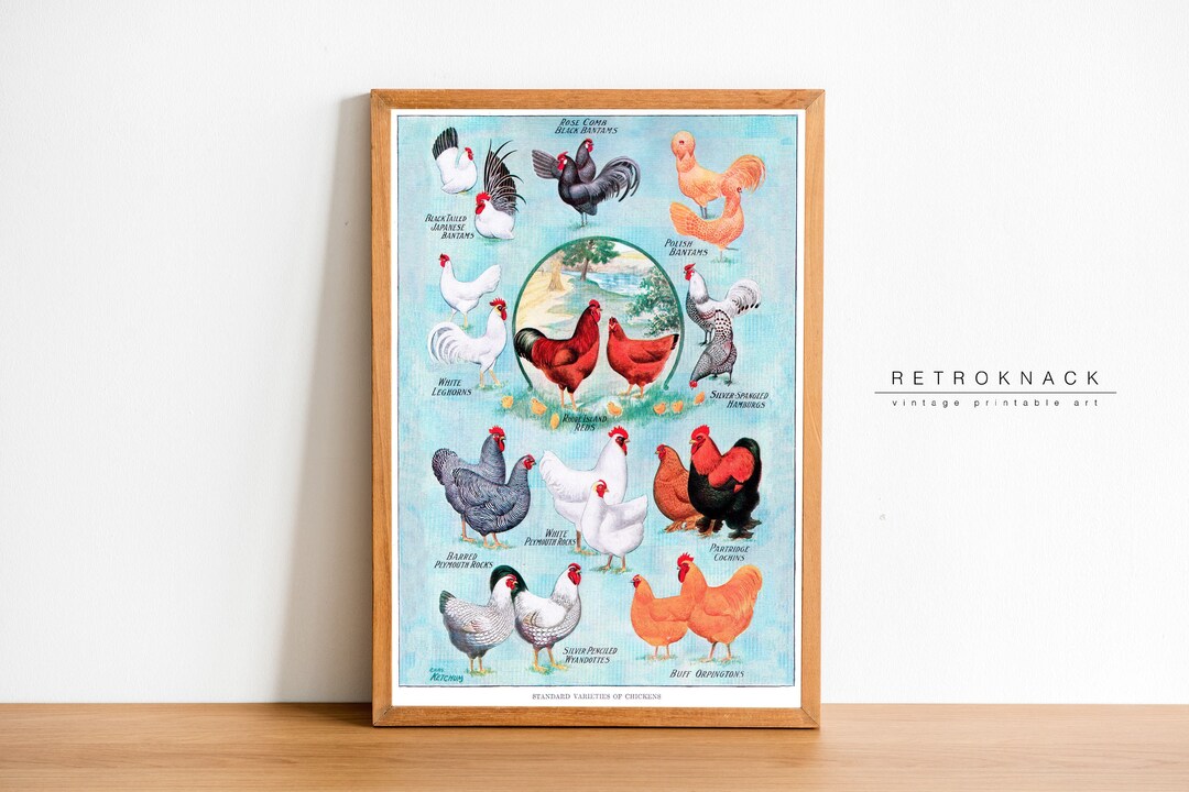 Chicken Breeds Poster | Printable Wall Art | Farmhouse Decor | Chicken ...