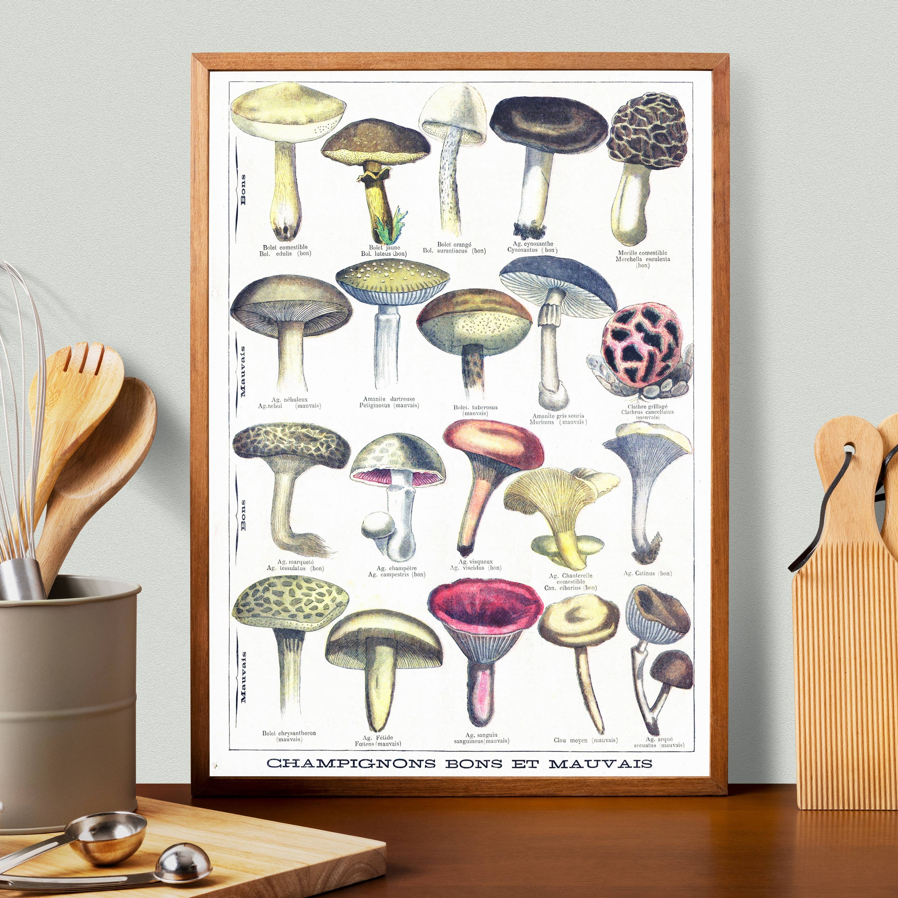 French Poster Champignons Edible & Poisonous | Printable Wall Art ...