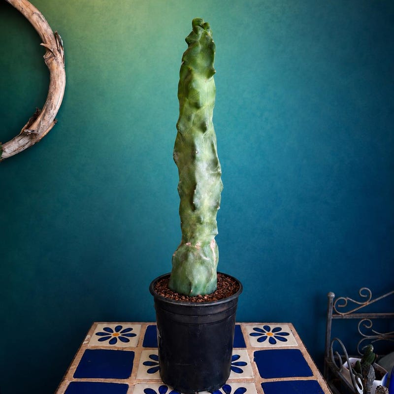 Outdoor Large Totem Pole - Etsy