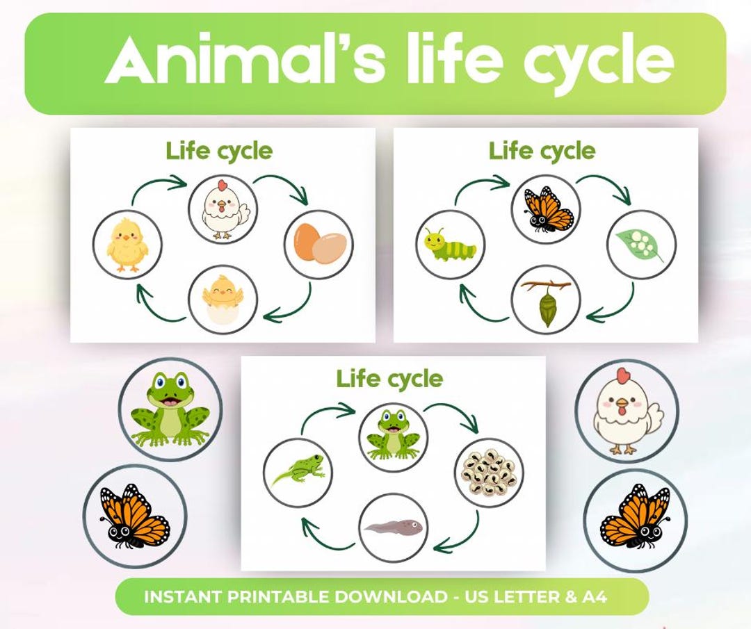 Life Cycle Activities Montessori | Frog Chicken Butterfly | Printable ...