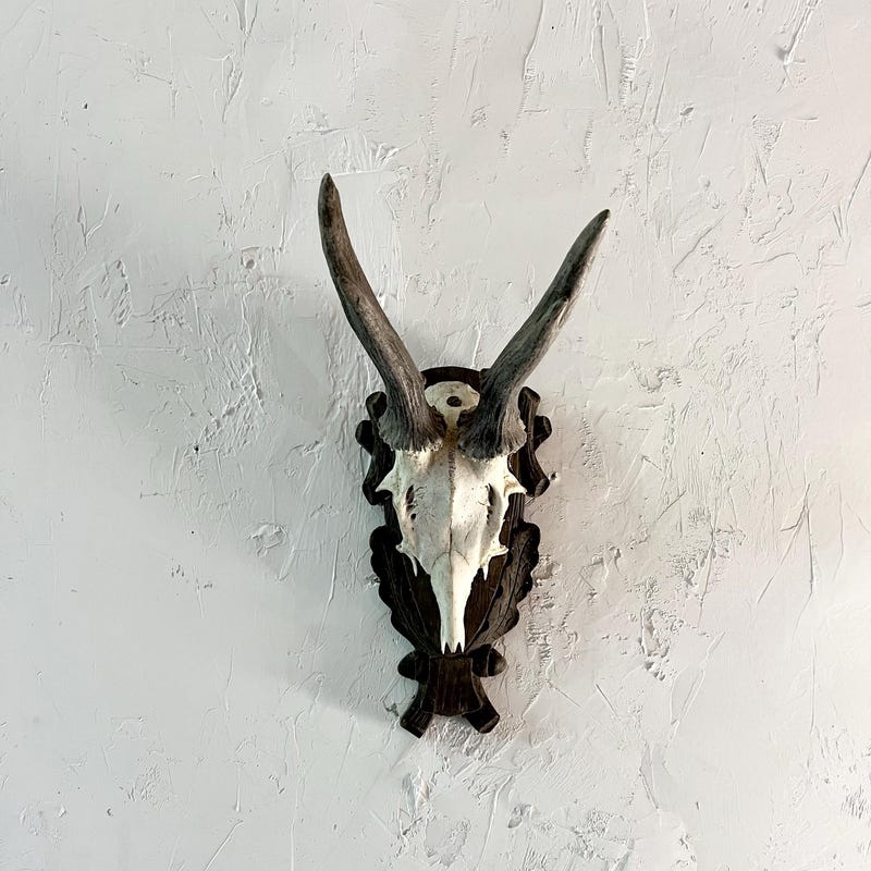 French Antler Mount - Etsy