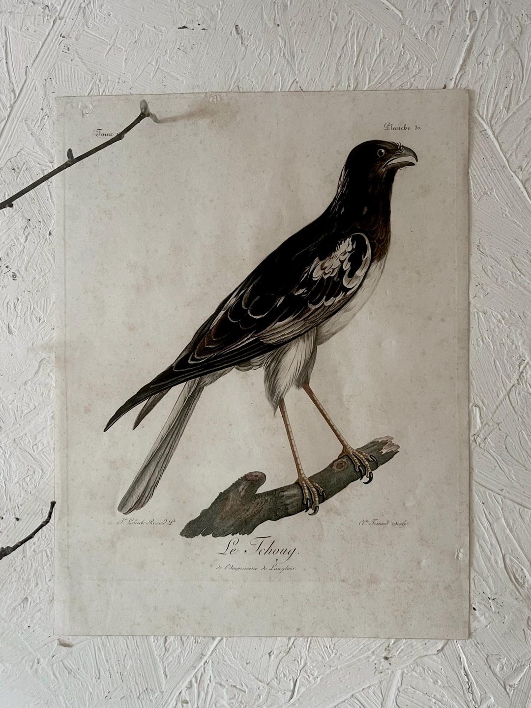 Antique French Bird Colored Engraving - Etsy