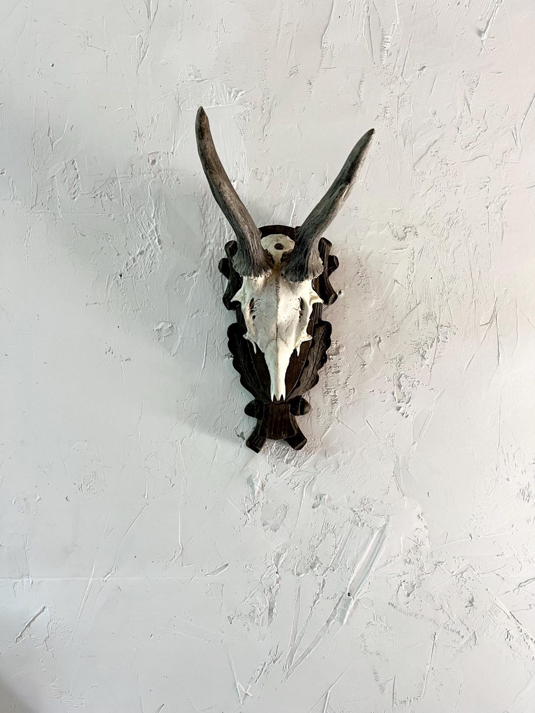 European Roe Deer Antler Mount - Etsy