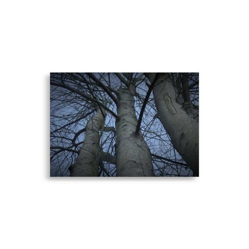 Winter Trees Poster (without Frame) - Etsy