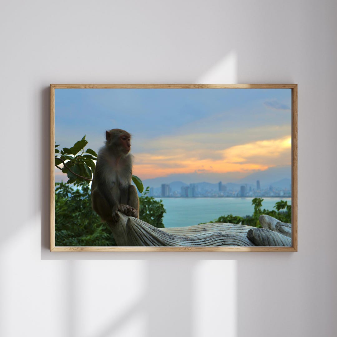 Monkey of the Da Nang Buddhist Temple Rests During Sunset Digital ...