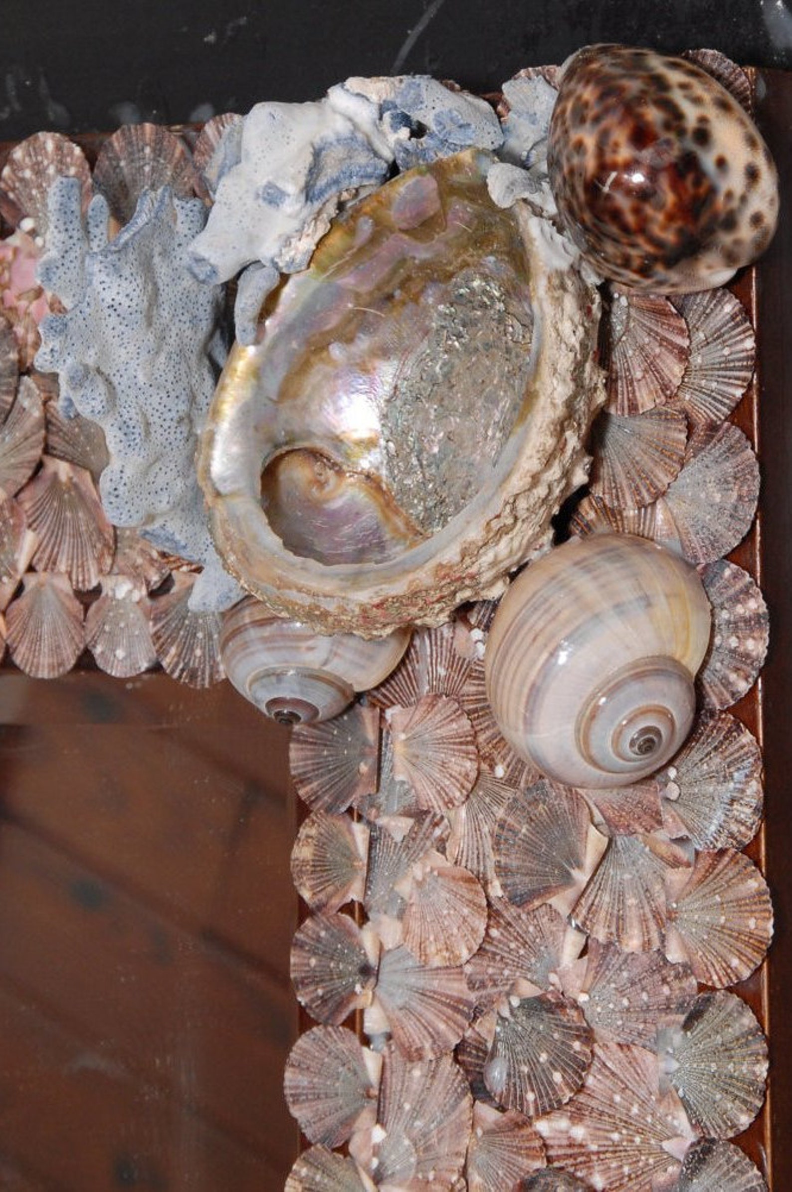 Blue Coral, Brown Cowries, Fan Clams Sea Shell Square Mirror - Etsy