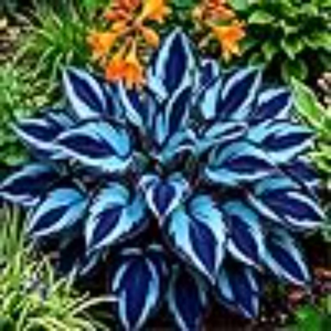 390+ Rare Hosta Seeds Perennial Heart-shaped Leaves Rich Foliage Garden ...
