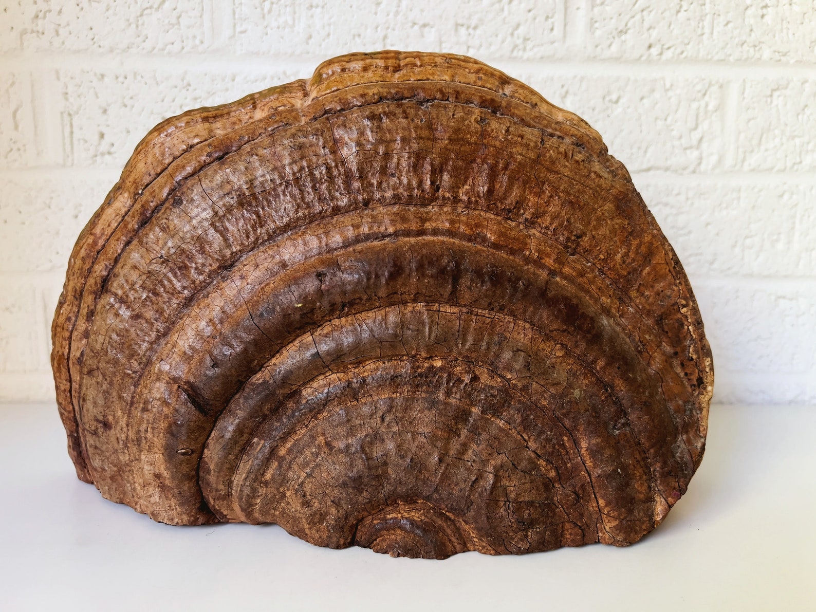 Vintage Painting on Burlwood Painted Tree Conk Painted - Etsy