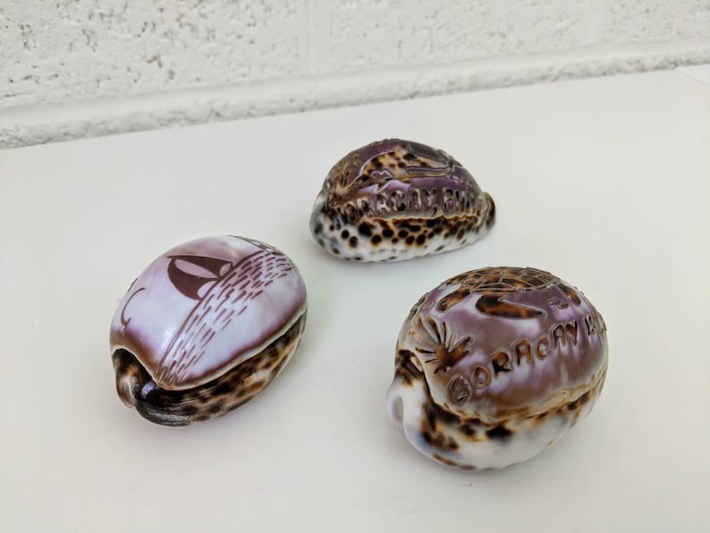 Etched and Polished Tiger Cowrie Shells From Philippines Set - Etsy