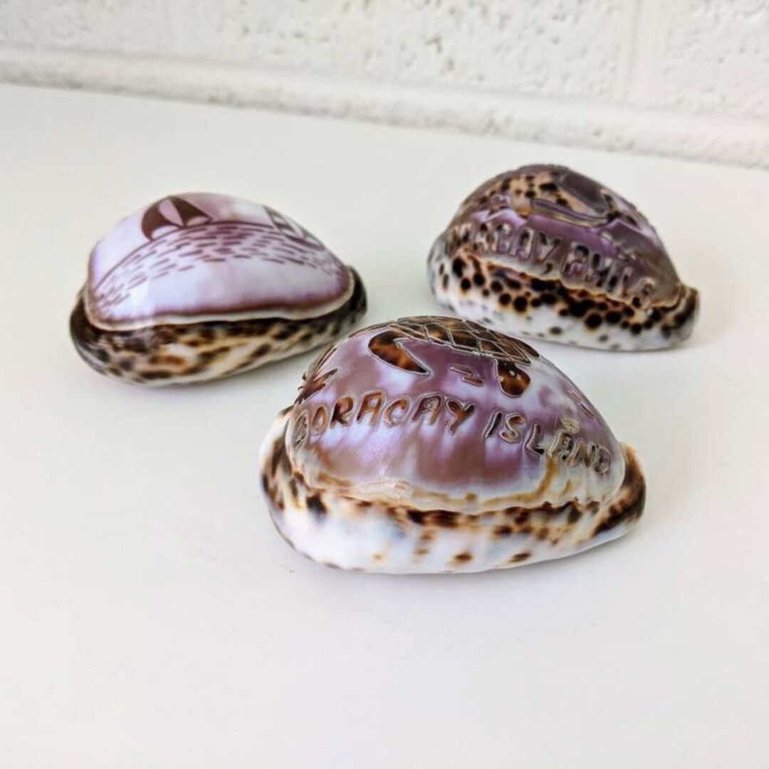 Etched and Polished Tiger Cowrie Shells From Philippines | Set of Three ...