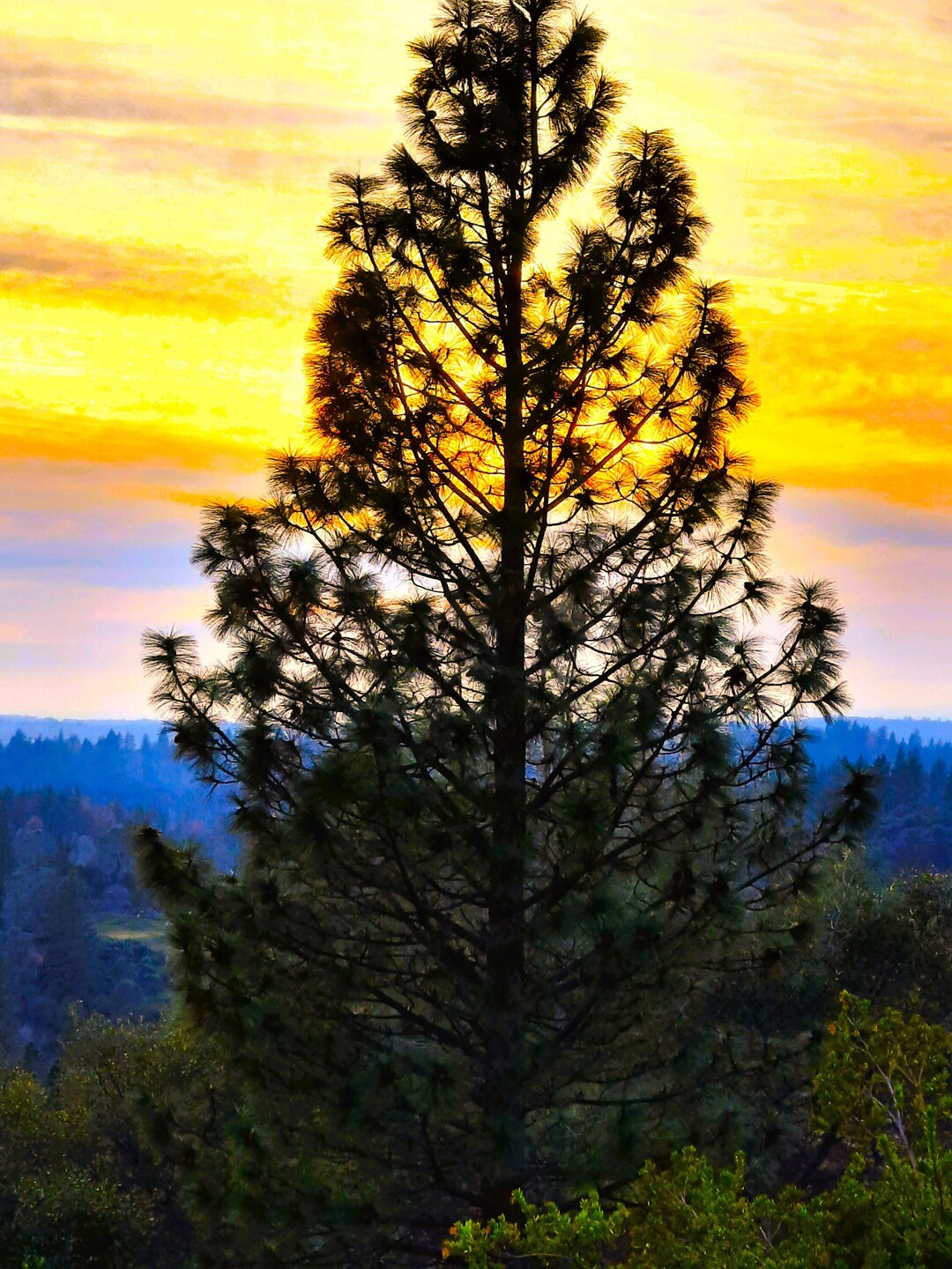 LONG NEEDLE PINE Straw Pine Needle Crafts Pine Needle Basket - Etsy