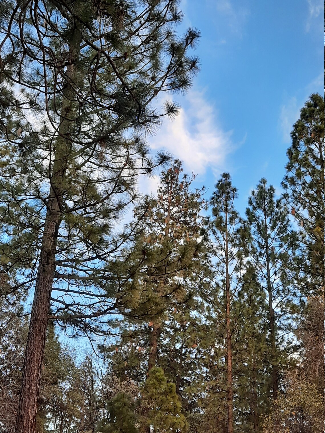 LONG NEEDLE PINE Straw Pine Needle Crafts Pine Needle Basket - Etsy