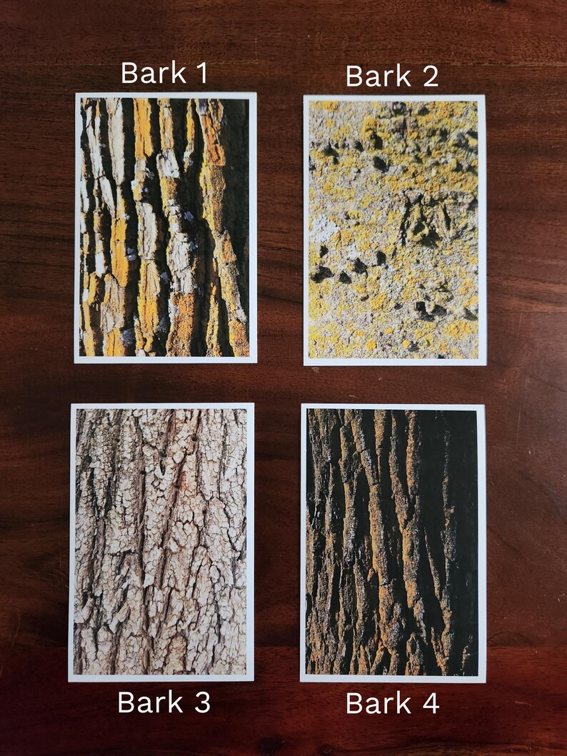 Bark Texture 01 – Winter Tree Bark Photo Cards - Etsy