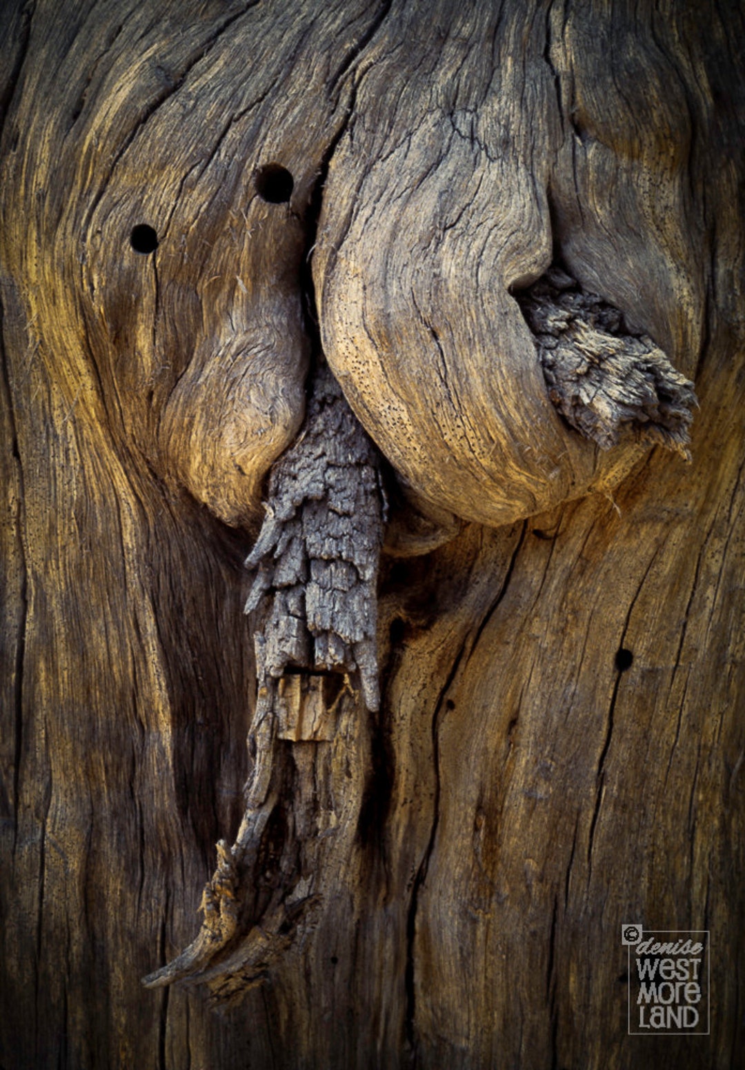 Nature Photography, Natural Wood Sculpture, Bark Wood, Oregon, High ...