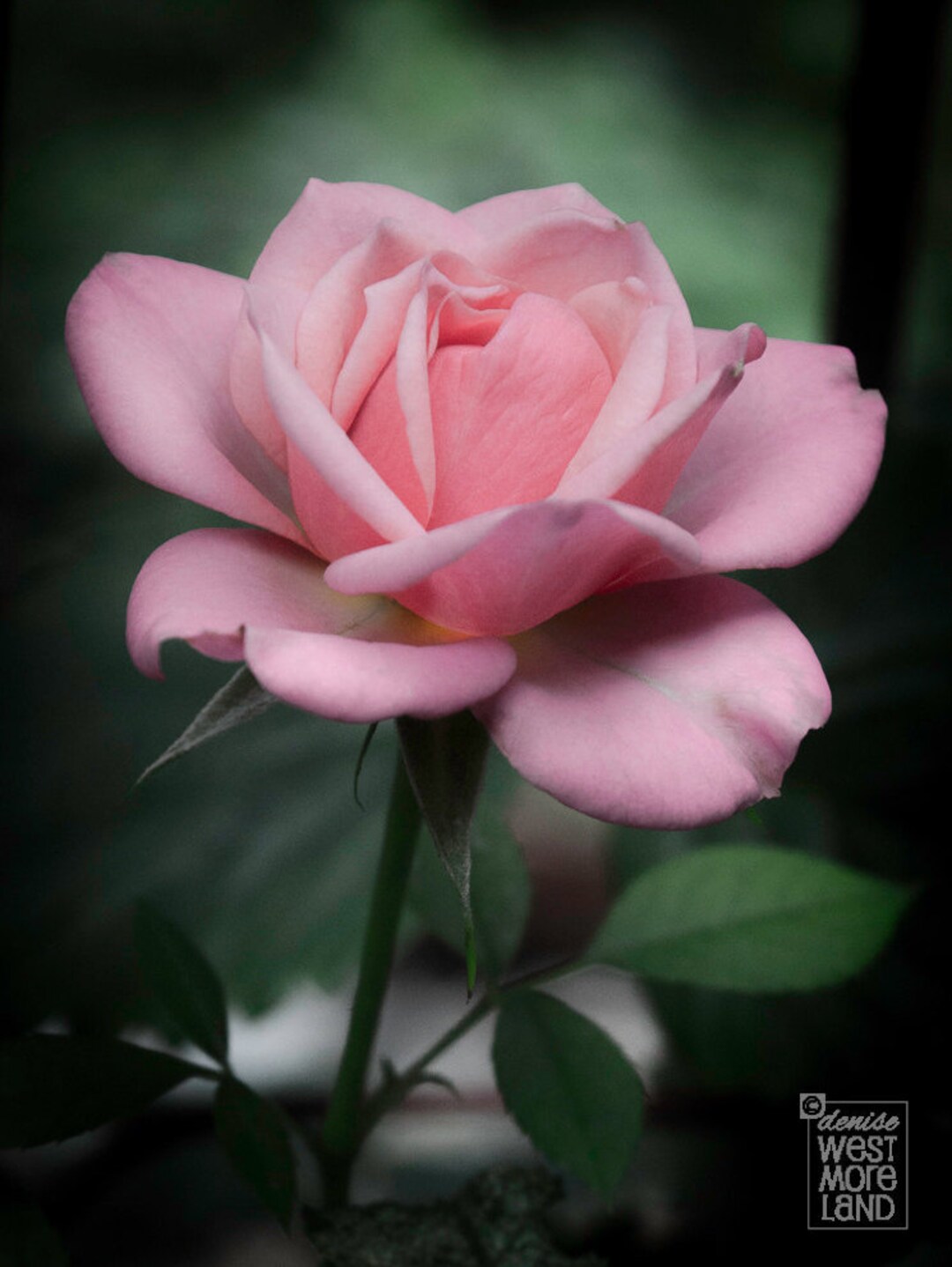 Flower Photography, Garden Photography, Nature Photography, Olympic ...