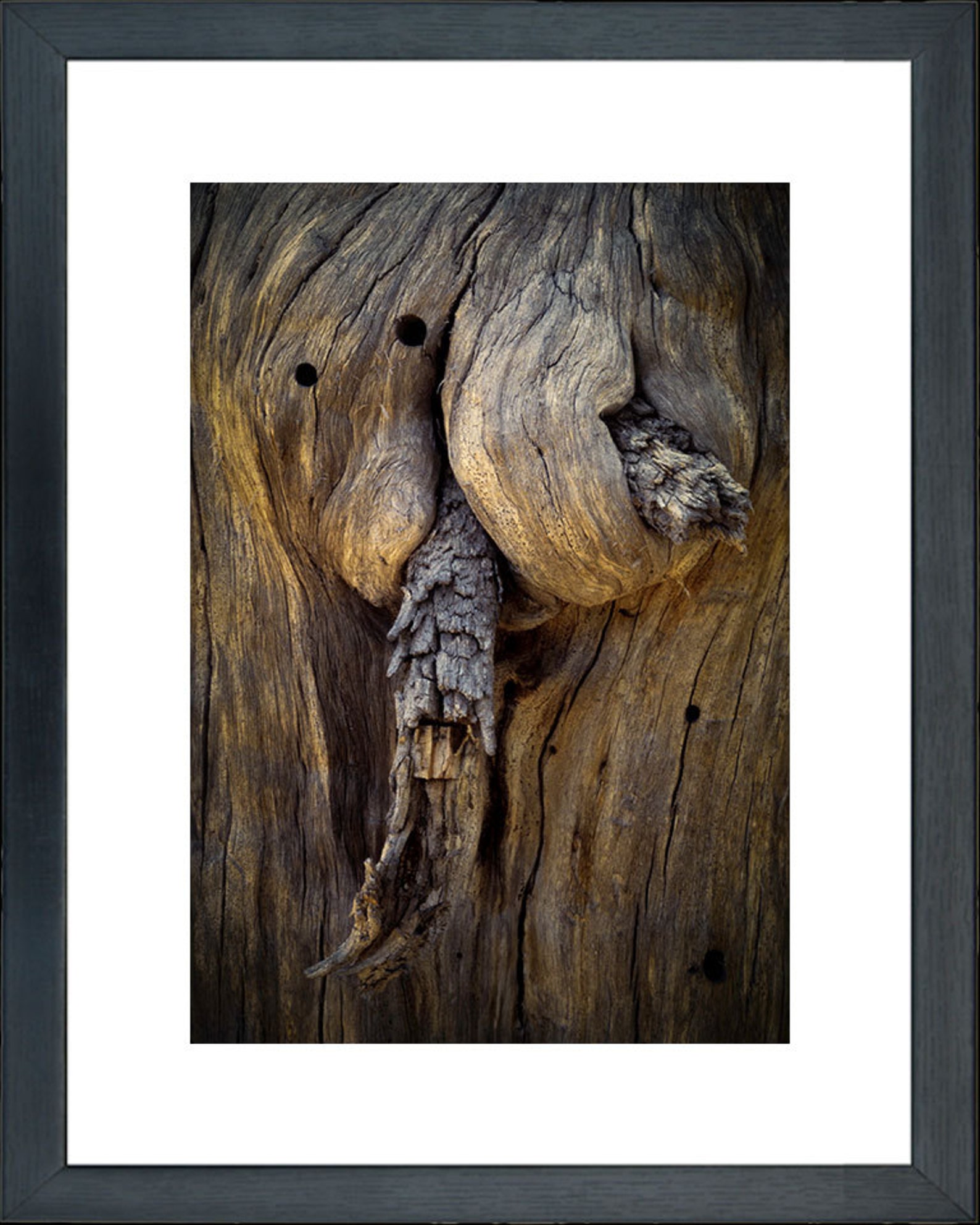 Nature Photography, Natural Wood Sculpture, Bark Wood, Oregon, High ...
