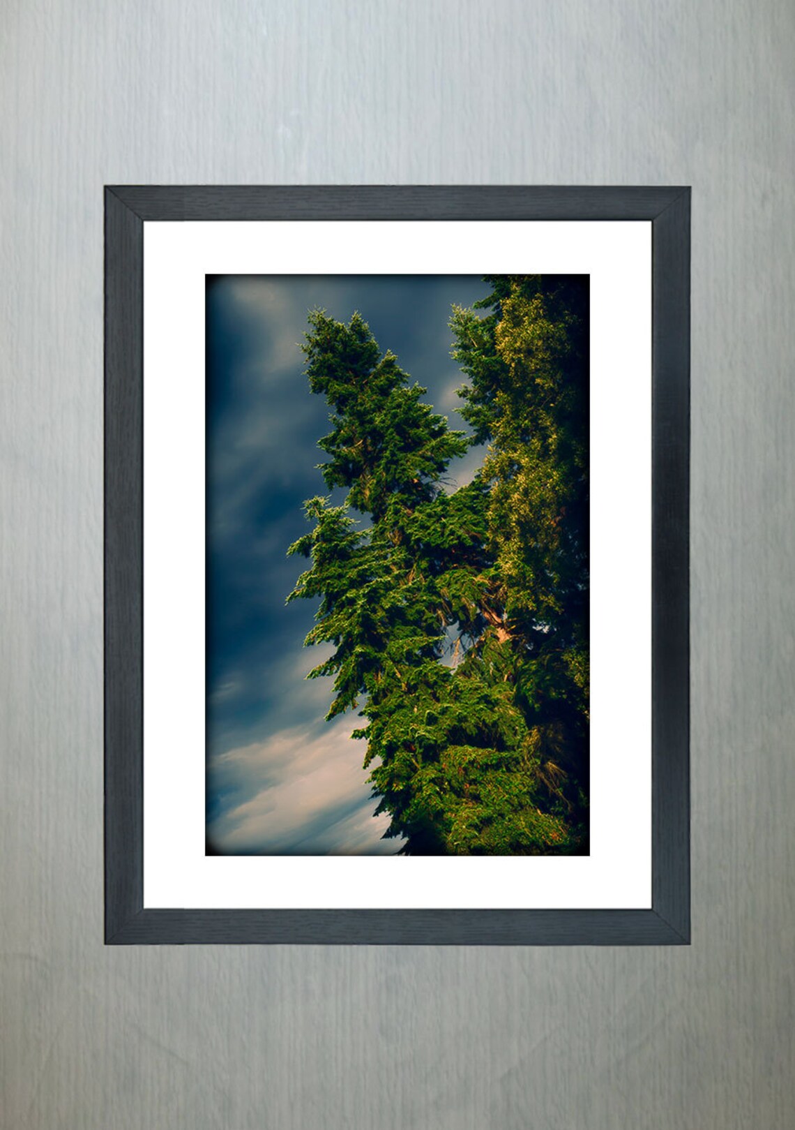 Treeline, Color Nature Photography, Olympic Peninsula, Washington State ...