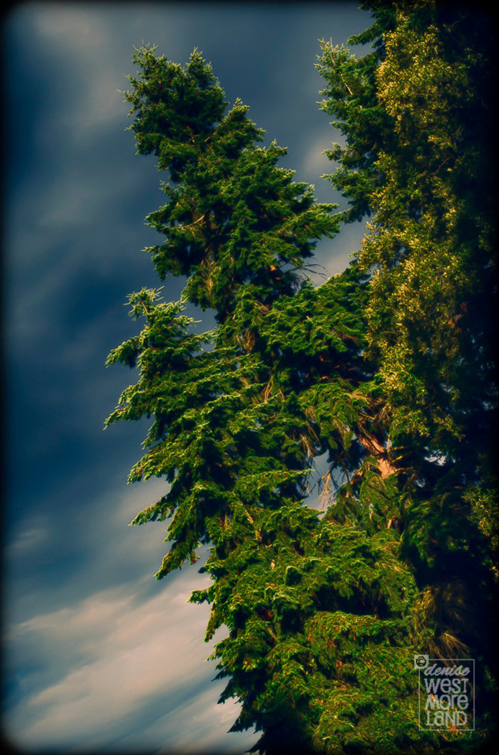 Treeline, Color Nature Photography, Olympic Peninsula, Washington State ...