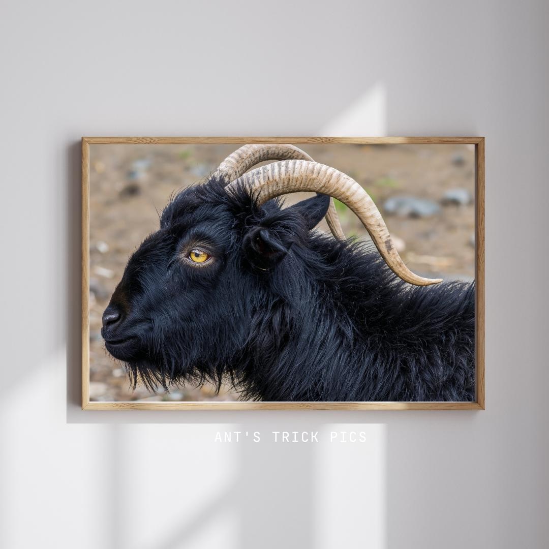 Billy Goat Portrait Photograpy Print, Australian Farmhouse Animal Print ...