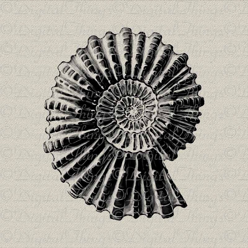 Shell Seashell Ocean Art Marine Life Beach Art Wall Decor Art - Etsy