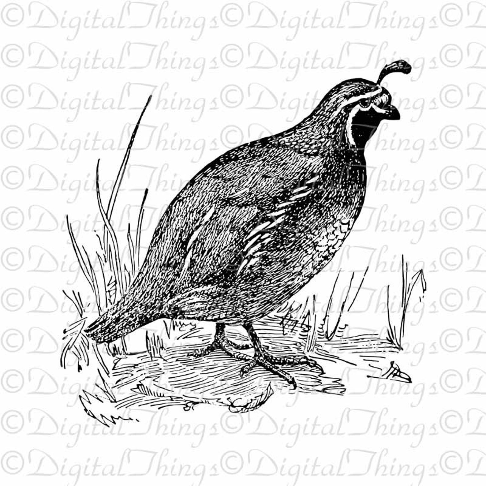 Quail Bird Nature Art Wall Decor Art Printable (digital Download) DT021 ...