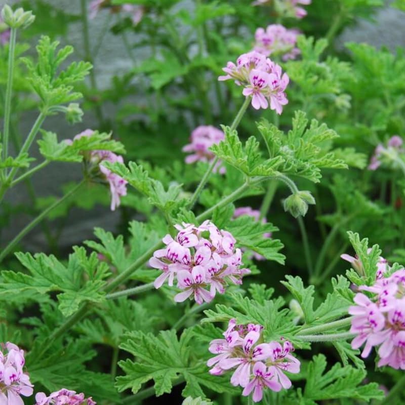 Geranium Plant Live Plant - Etsy