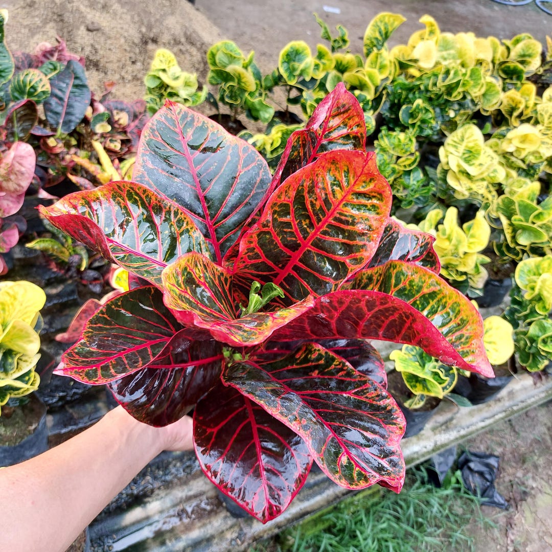Codiaeum Variegatum Croton Marta Tropische Pflanze im Freien - Etsy.de