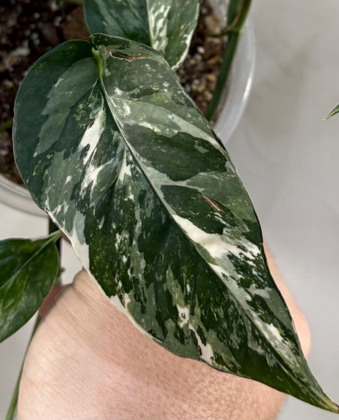 Pothos Albo - Epipremnum Pinnatum Albo - Etsy