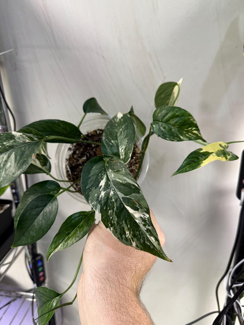 Pothos Albo - Epipremnum Pinnatum Albo - Etsy