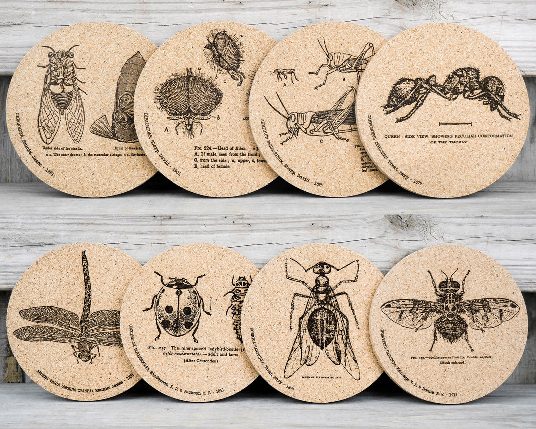 Cork Coasters - Insects - Entomology - Set of 4 - Etsy