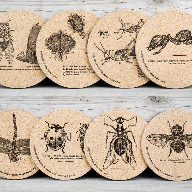 Entomology - Etsy