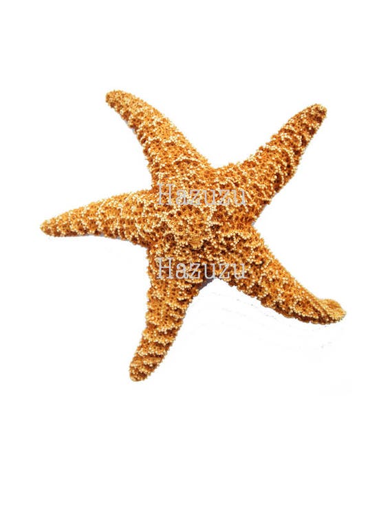 Starfish Beach Clip Art