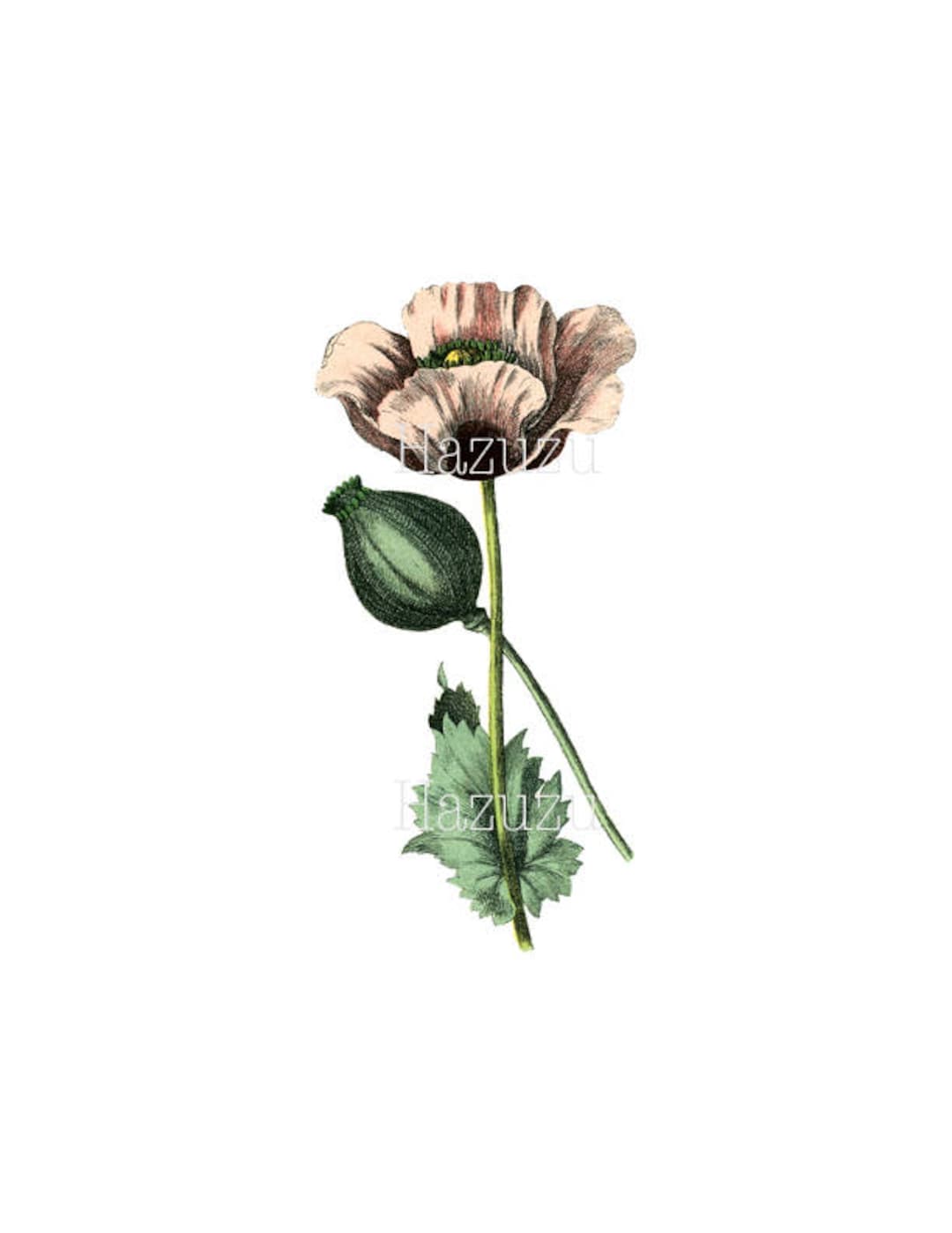 PINK POPPY Botanical Drawing PNG Clip Art Vintage Digital Stamp Instant ...