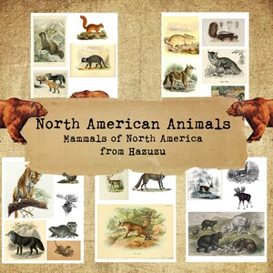 North American Animals Mammals Bundle Woodland Collage Sheets Nature ...