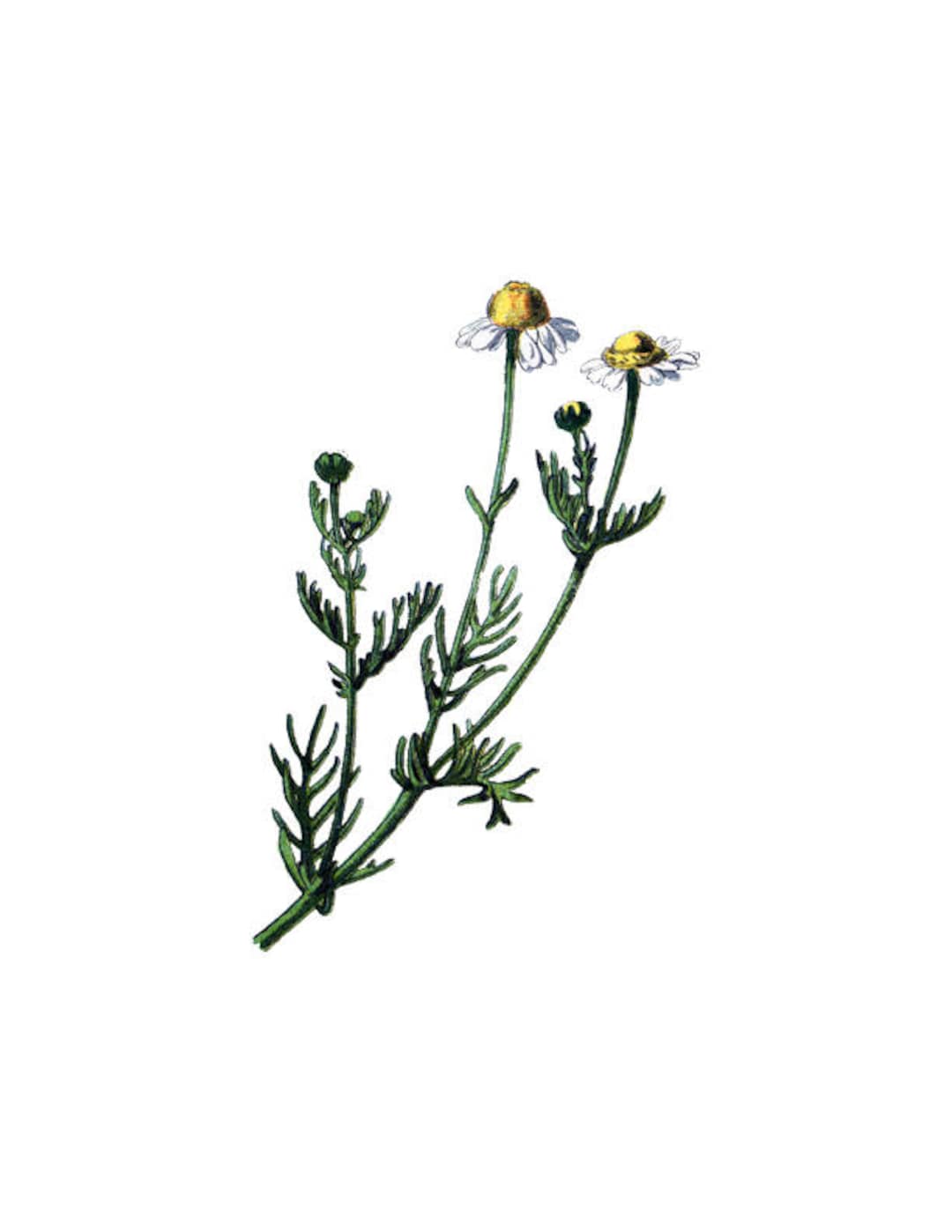Camomile Flower Herb Botanical Print Plant PNG Clip Art Vintage ...