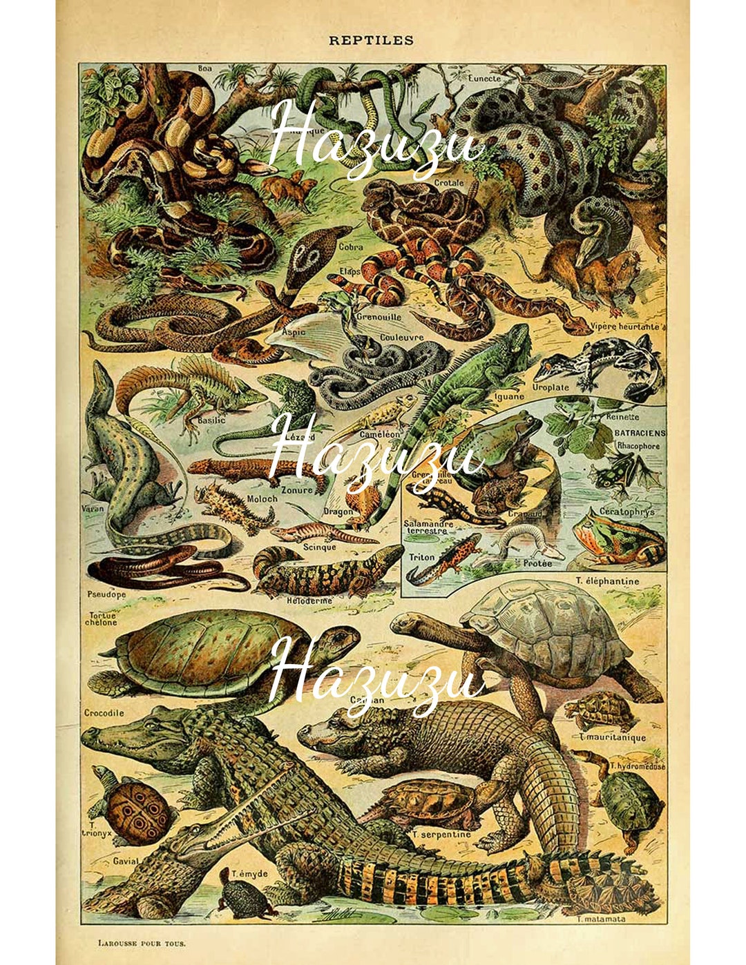 REPTILES Larousse Encyclopedia PNG JPEG Poster Wall Art Page Reptile ...