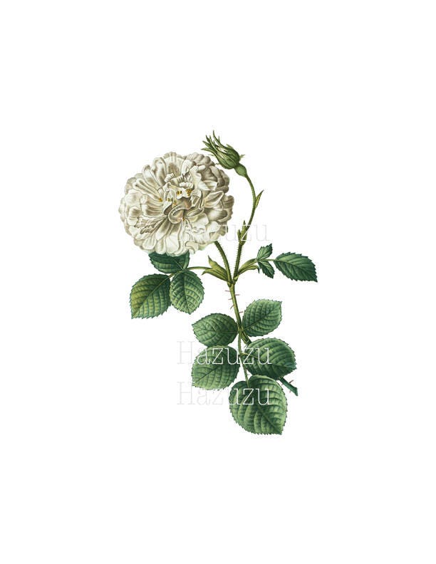 Vintage Botanical Print Floral Illustration PNG JPG White Roses Clipart ...